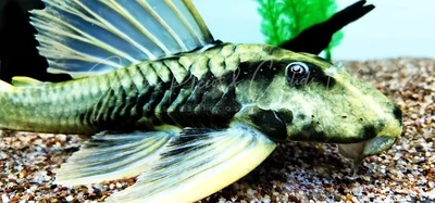 Jason's Plecos & Cichlids LLC