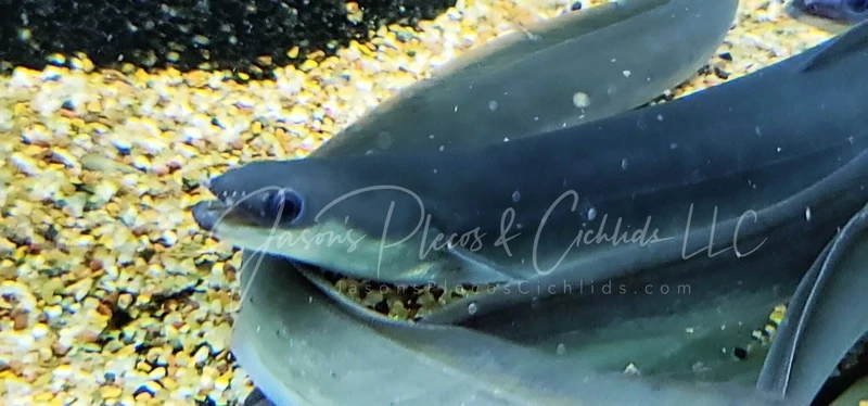 American Eels For Sale Online (Anguilla rostrata)