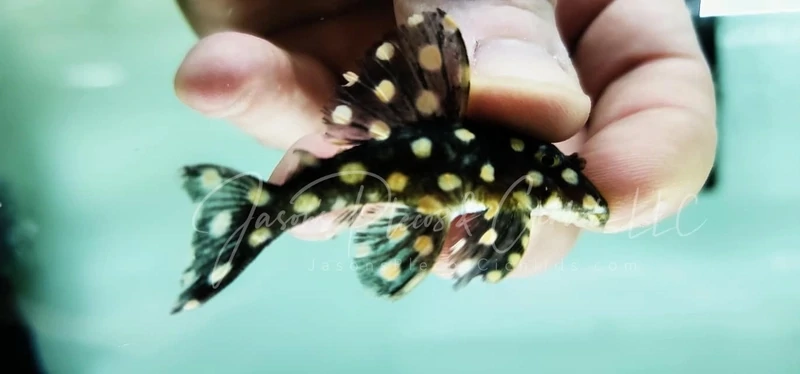 L471 Mini Snowball Pleco For Sale Online (Hypancistrus sp.)