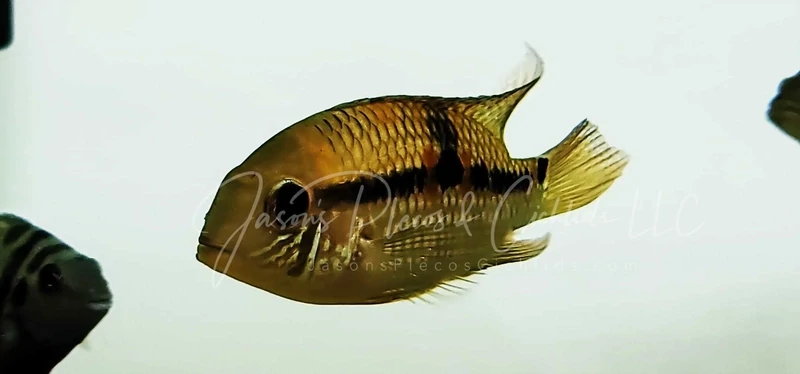 Yellow Acara | Cichlids For Sale Online