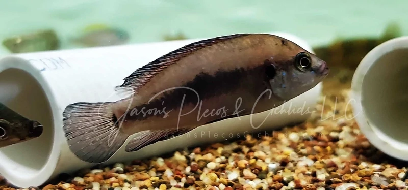 Turkana Jewel Cichlid - (Hemichromis exsul)