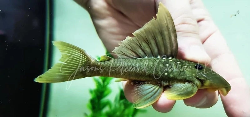 L200 Green Phantom Pleco For Sale Online (Baryancistrus demantoides)