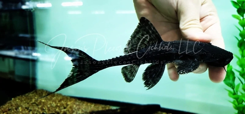 L155 Lyre Tail Pleco For Sale Online (Acanthicus hystrix)