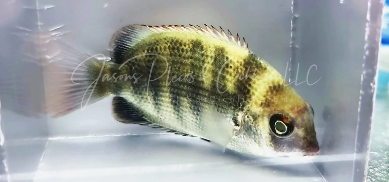 Pinstripe Damba Cichlid - (Paretroplus menarambo)