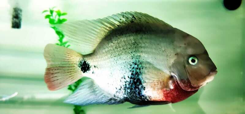 Blackbelt Cichlid For Sale Online (Vieja maculicauda)