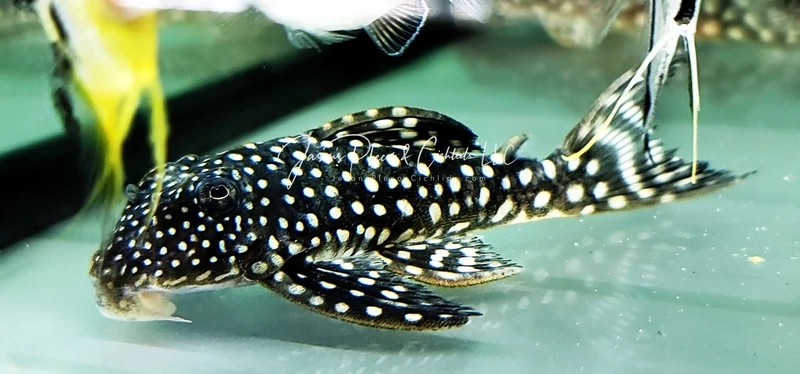 L102 Snowball Pleco For Sale Online (Hypancistrus inspector)