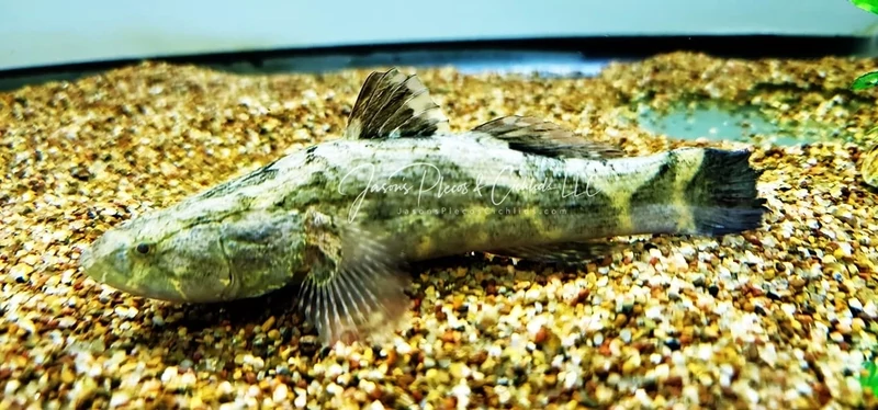 Marbled Goby - (Oxyeleotris marmorata)