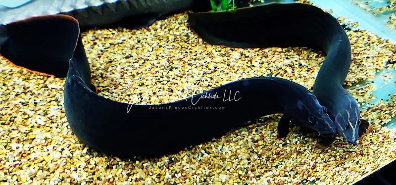 Fire Eel For Sale Online (Mastacembelus erythrotaenia)