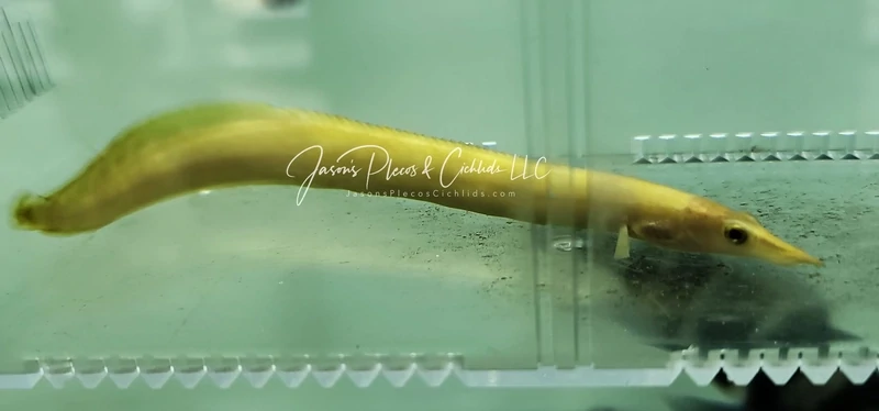 Golden Unicolor Eel - (Mastacembalus cf. unicolor ‘xanthic’) | Eels For ...
