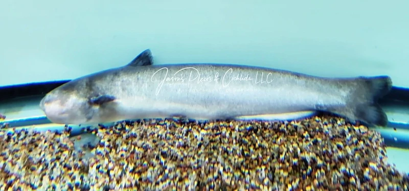 Whale Catfish Candiru For Sale Online (Cetopsis candiru)
