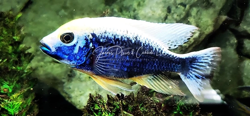 Electric Blue Ahli - (Sciaenochromis Fryeri) German Strain | Live ...
