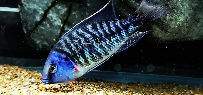 Red Empress Hap Cichlid - (Protomelas taeniolatus) | Cichlids For Sale ...