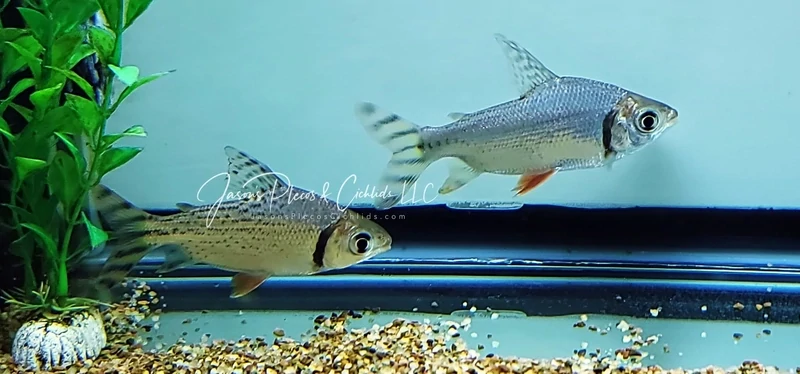 Flagtail For Sale Online (Semaprochilodus insignis)