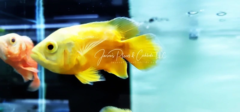 Super Yellow Oscar - (Astronotus ocellatus) | Cichlids For Sale Online