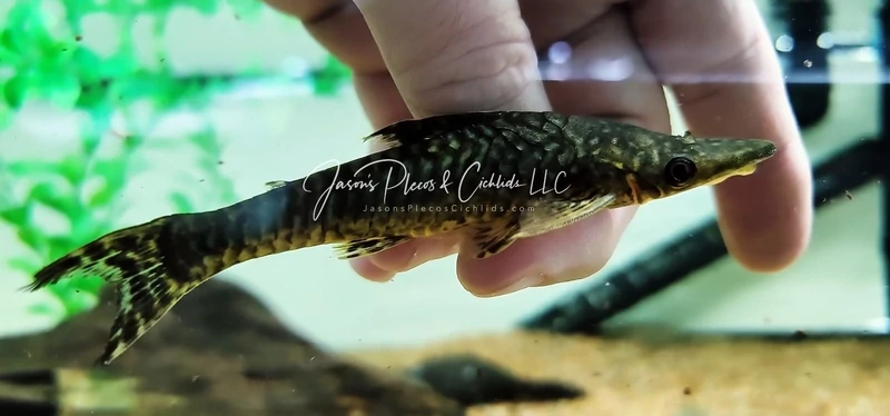 Giant Otocinclus | Catfish For Sale Online