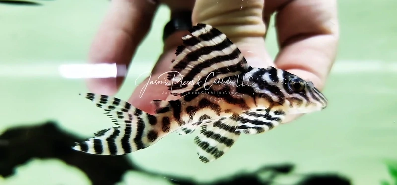 L333 King Tiger Pleco For Sale Online (Hypancistrus Seideli)