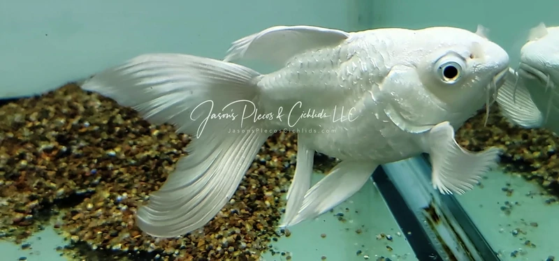 Platinum Short Body Koi For Sale Online