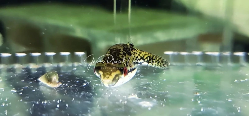 Red Eye Red Tailed Puffer | Puffer Fish For Sale