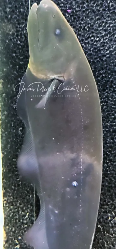 Black Ghost Knifefish For Sale Online (Apteronotus albifrons)
