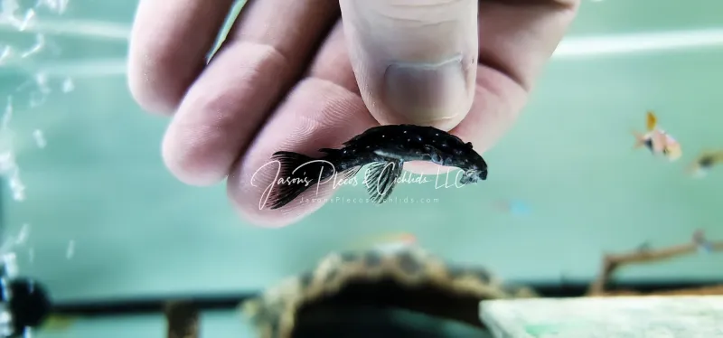 L280 Dwarf Spiny Pleco For Sale Online (Hypancistrus vandragti)