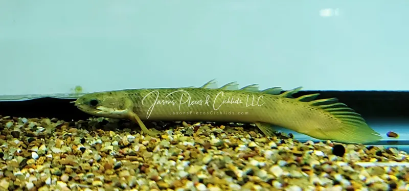 Marbled Senegal Bichir | Bichirs Fish For Sale Online