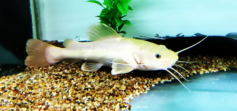 Phantom Redtail Catfish For Sale Online (Phractocephalus Hemioliopterus)