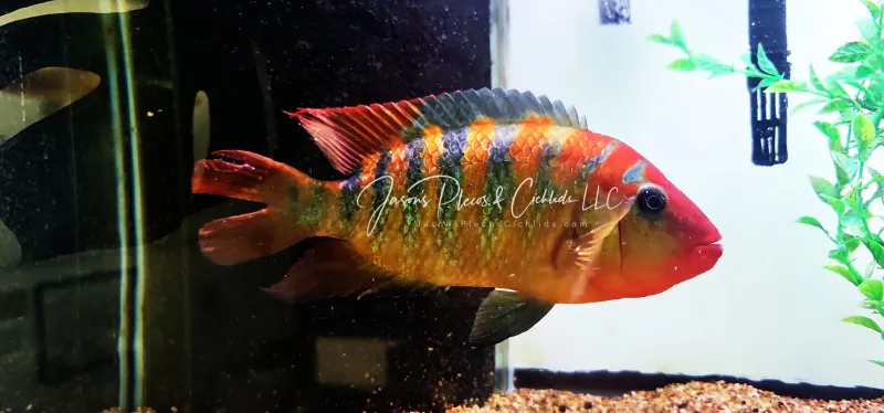 Red Terror Cichlid/Festae Cichlid - (Mesoheros festae) Breeding Pair