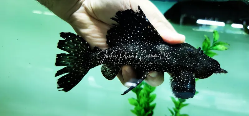 L240 Vampire Pleco For Sale Online (Leporacanthicus cf. galaxias)