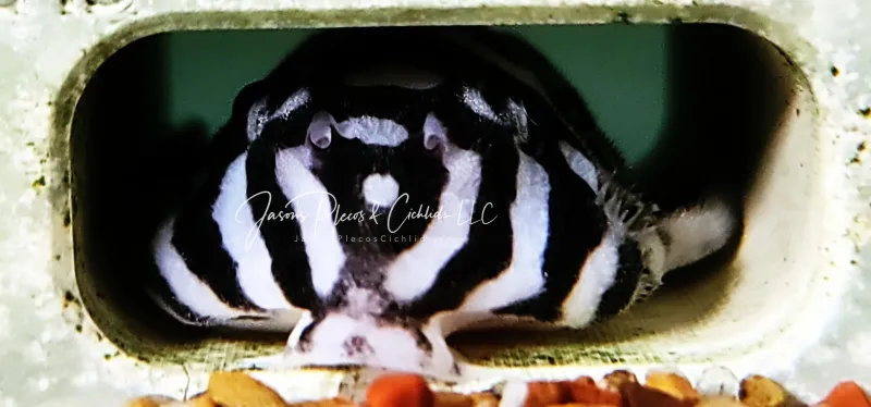 L046 Zebra Pleco For Sale Online (Hypancistrus zebra)