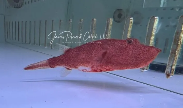 Potato Puffer Fish For Sale Online (Tetraodon miurus)