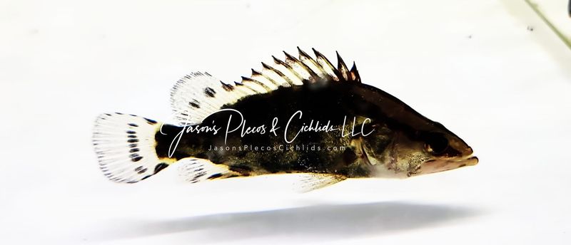 Chinese Perch For Sale Online (Siniperca whiteheadi)
