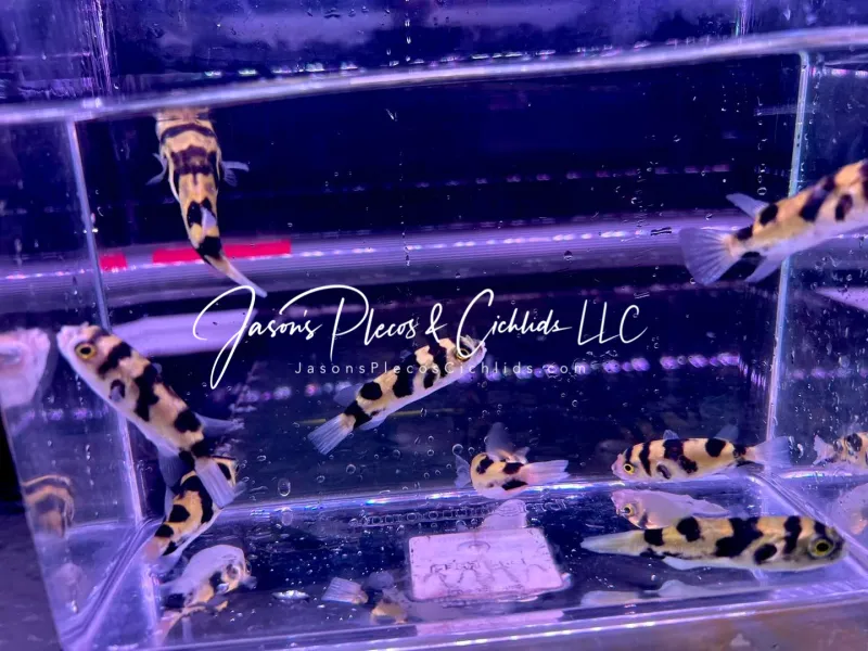 Amazon Puffer For Sale Online (Colomesus asellus)