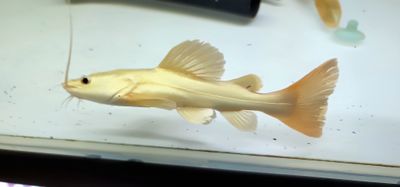 Jasons Plecos & Cichlids LLC