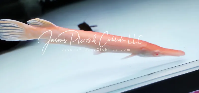 Albino Golden Alligator Gar For Sale Online (Atractosteus Spatula)