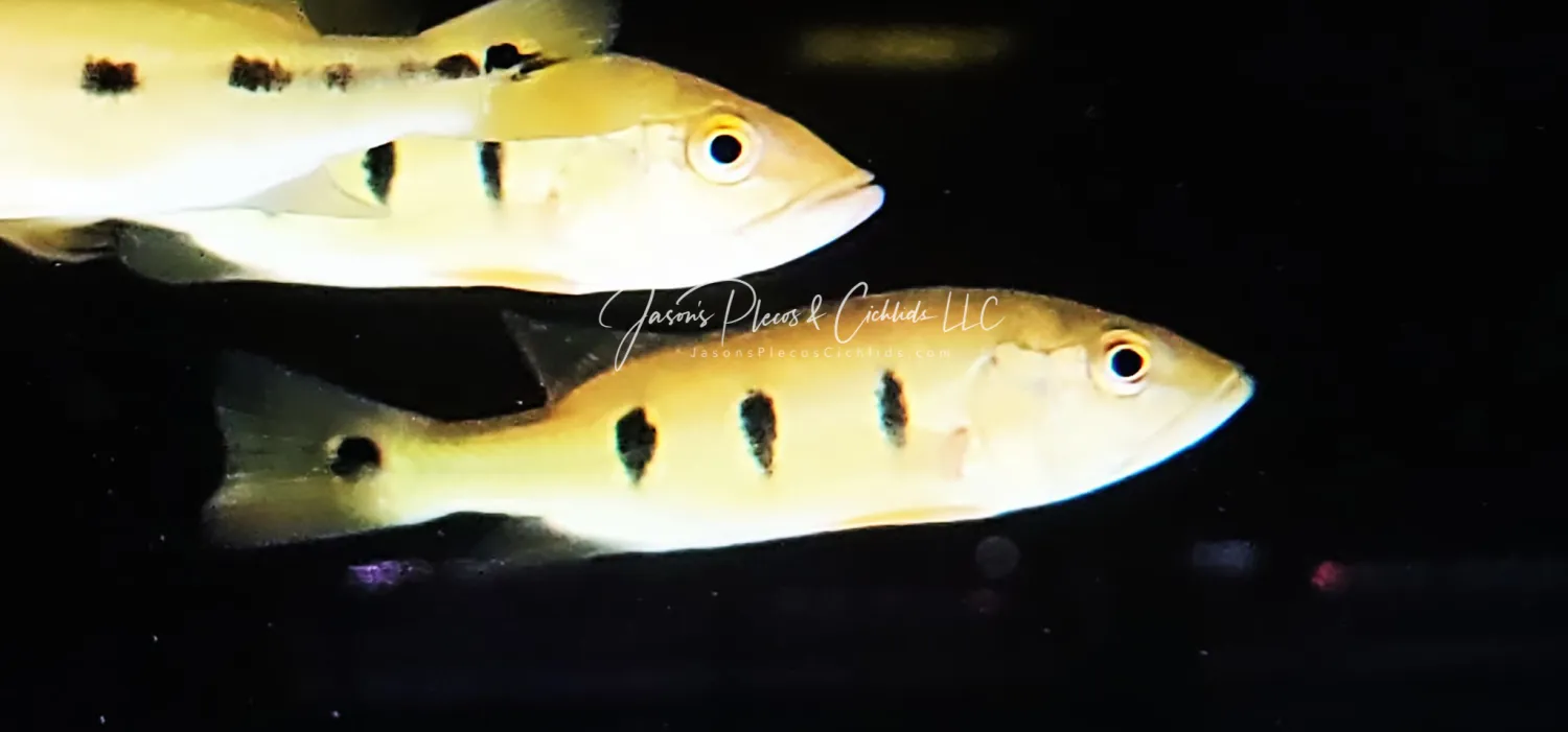 Fogo Peacock Bass For Sale Online (Cichla Marinae)