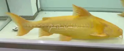 Jasons Plecos & Cichlids LLC | Plecos For Sale Online