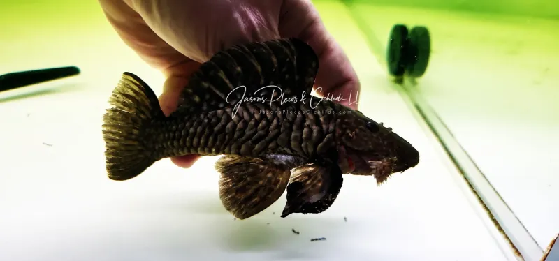Chubby Pleco For Sale Online (Parancistrus aurantiacus)