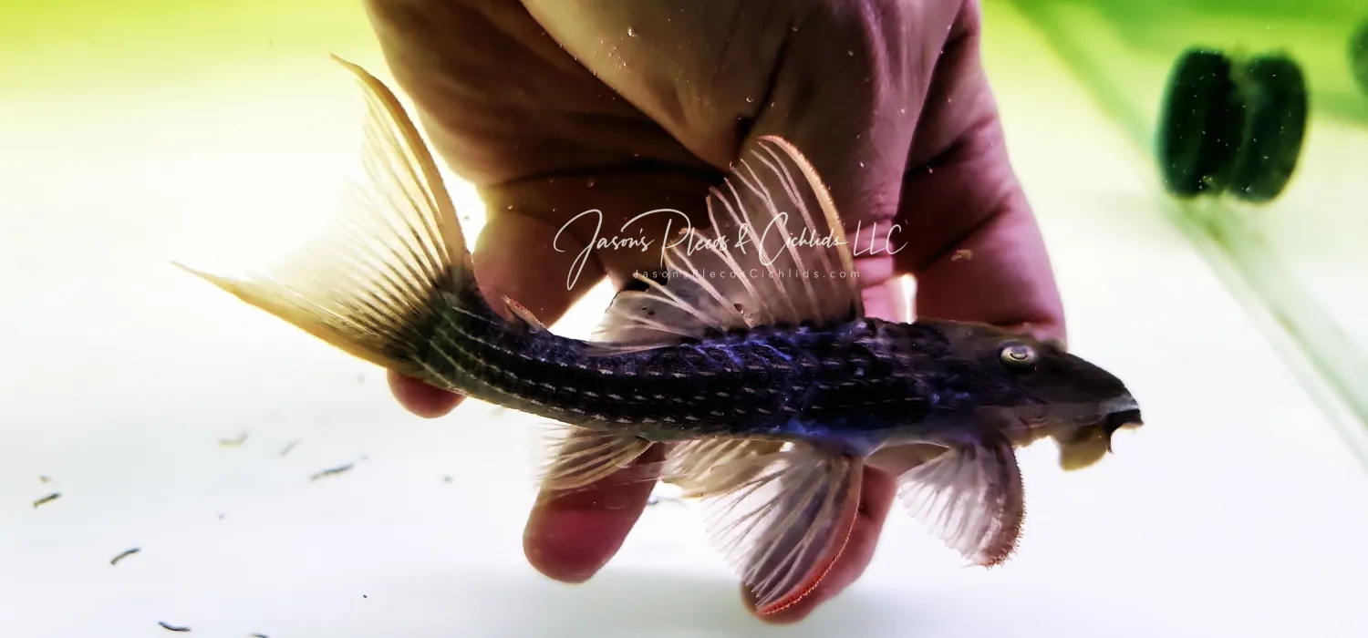 L024 Red Fin Cactus Pleco For Sale Online (Pseudacanthicus pitanga)