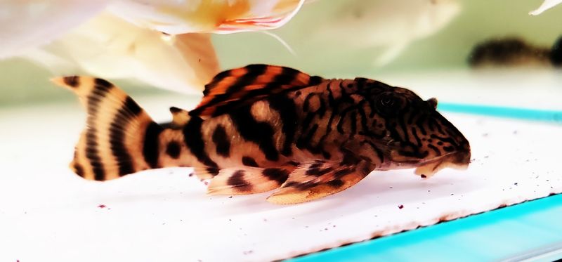 L121 Worm Line Pleco For Sale Online (Peckoltia braueri)