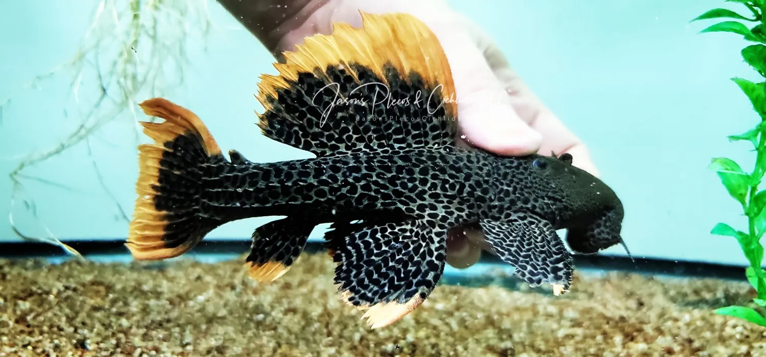 L600 Leopard Cactus Pleco For Sale Online