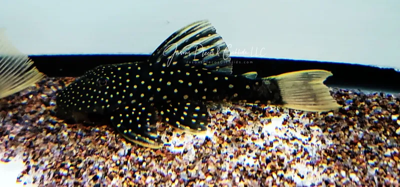 Luteus Pleco For Sale Online (Hypostomus Luteus)