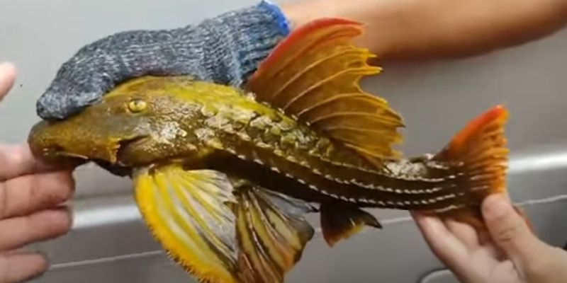 L024 Red Fin Cactus Pleco For Sale Online (Pseudacanthicus pitanga)