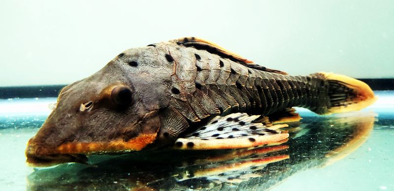 L095 Orange Cheek Pinecone Pleco For Sale Online