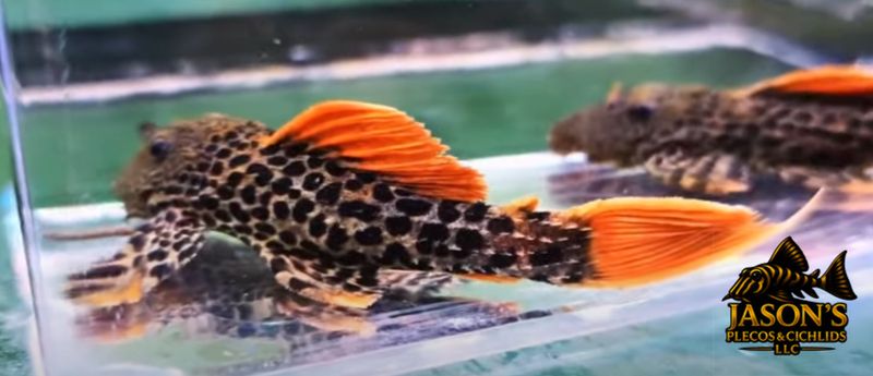 L600 Leopard Cactus Pleco For Sale Online (Pseudacanthicus leopardus)