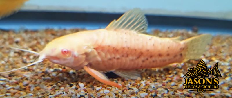 Albino Spotted Hoplo Catfish For Sale Online