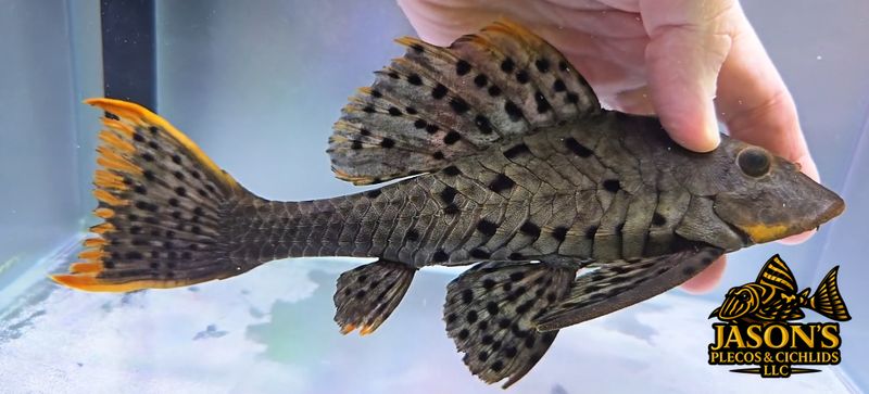 L095 Orange Cheek Pinecone Pleco For Sale Online