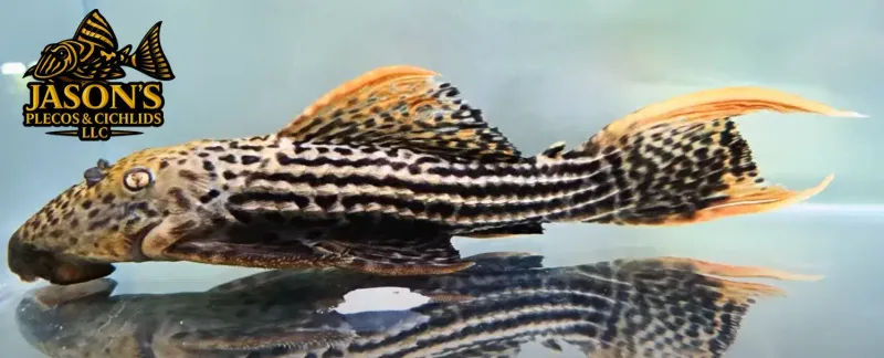L025 Scarlet Cactus Pleco For Sale Online - (Pseudacanthicus pirarara)