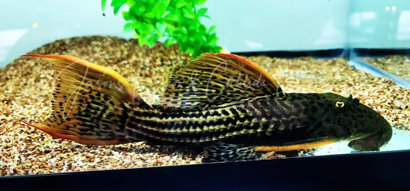 L025 Scarlet Cactus Pleco For Sale Online (Pseudacanthicus pirarara)