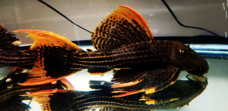 L025 Scarlet Cactus Pleco For Sale Online (Pseudacanthicus pirarara)