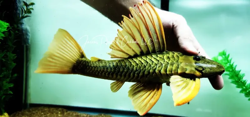 Luteus Pleco For Sale Online (Hypostomus Luteus)
